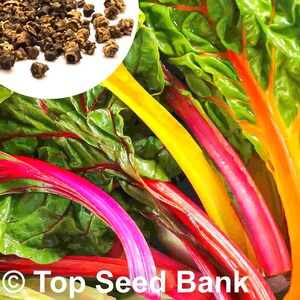 50+ Mix Colors Swiss Chard Seeds, Rainbow Blend Chard + Free GIFT ...