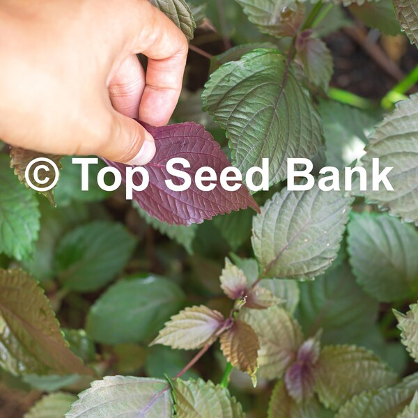 Vietnamese Perilla - Etsy