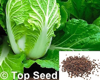 Giant Cabbage Seeds Organic & Non Gmo Cabbage Seeds Heirloom Vegetable ...