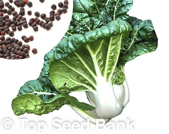 Toy Choy Baby Pak Choy Stir Fry Heirloom Premium Seed Packet Bok Choi ...