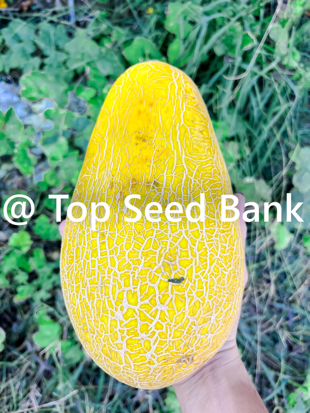 10+ Hami Melon Seeds, Rare Chinese Snow Honeydew + Free GIFT | Non-gmo ...