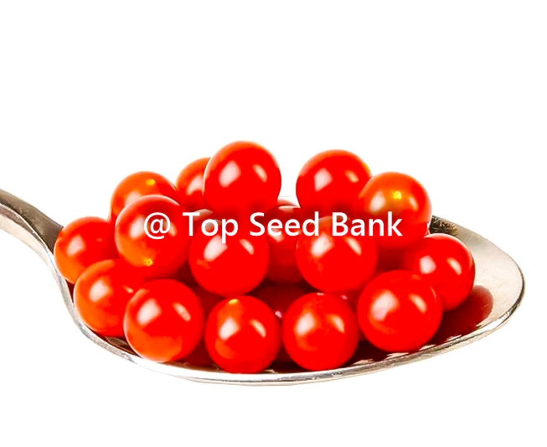 10+ Spoon Tomato Seeds, Worlds Smallest Teaspoon Tomatoes + Free GIFT ...