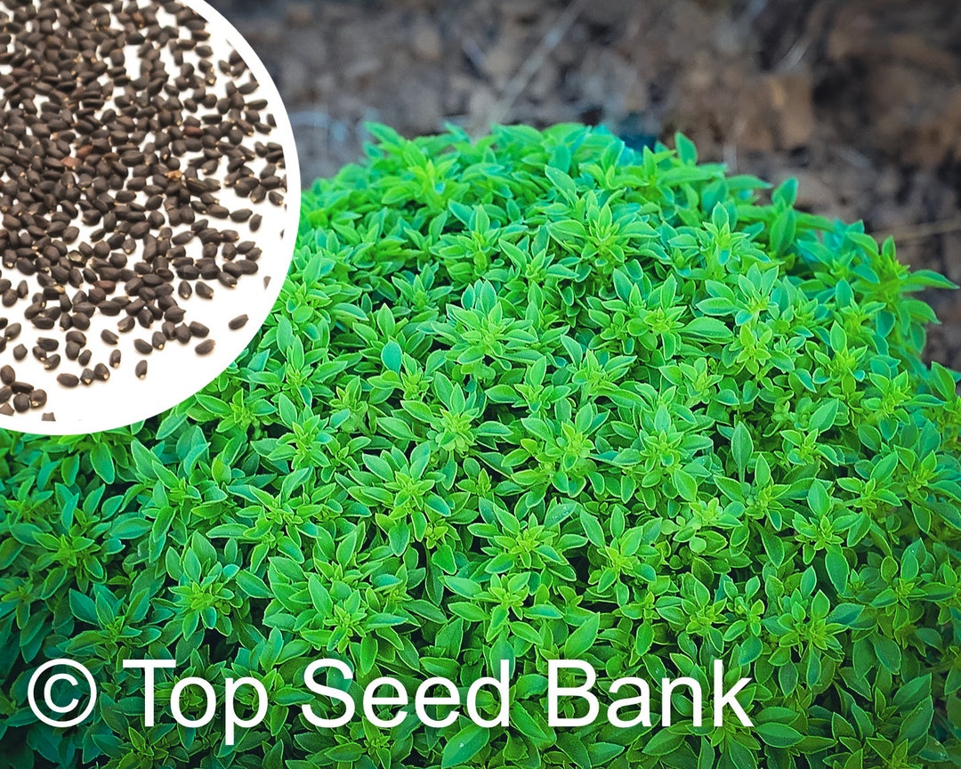 50+ Fino Verde Basil Seeds, Small-leaves Bush Basil + Free GIFT ...