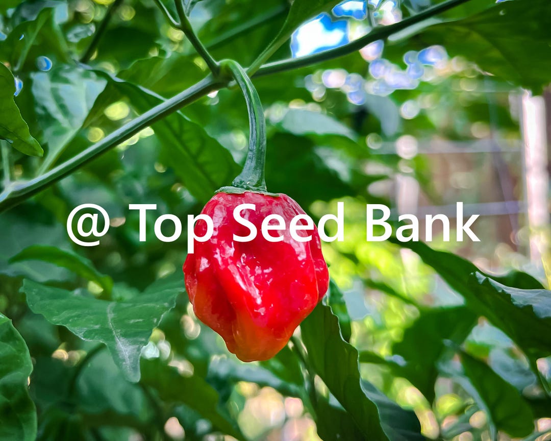 5+ Red Moruga Scorpion Pepper, Trinidad Super-hot Chili + Free GIFT ...