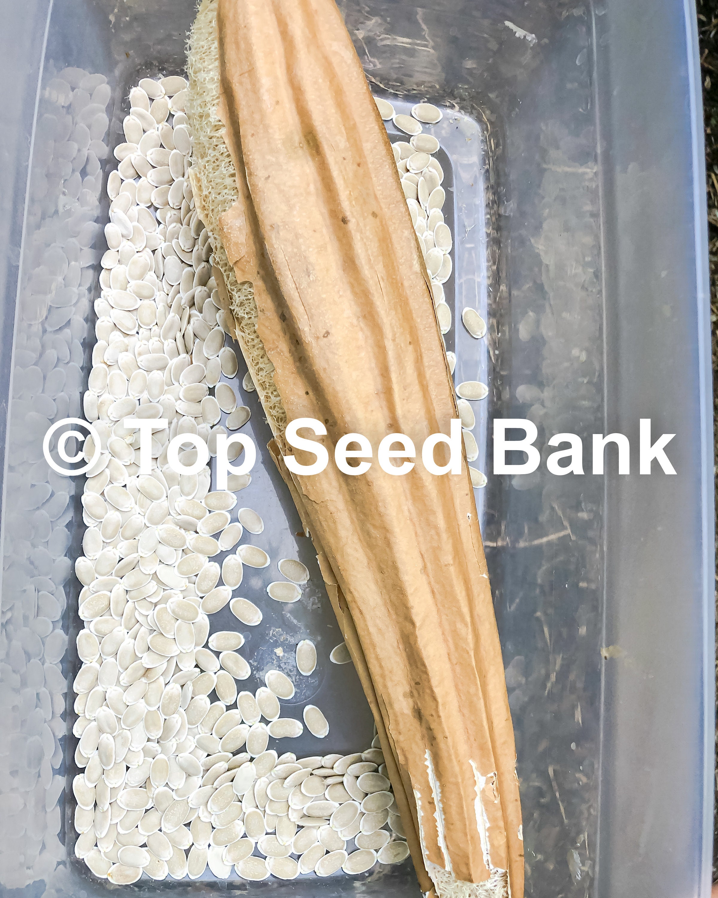 10 White-seed Luffa Gourd Seeds Special Luffa Aegyptiaca - Etsy