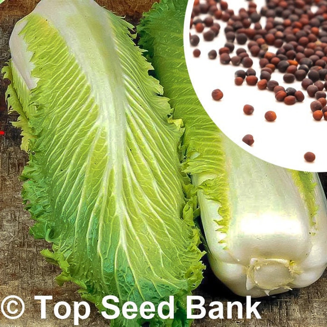 100+ Michihili Chinese Cabbage Seeds, Pe Tsai + Free GIFT | Non-gmo ...