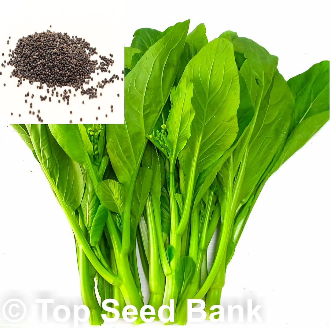 200+ Yu Choy, Choy Sum, You Cai Seeds, Cai Ngong + Free GIFT | 45 Days ...