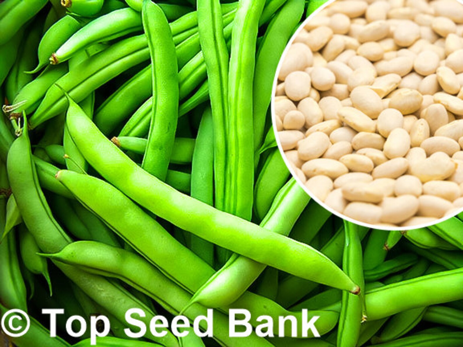 20 Half Runner Bean Seeds Heavy Crop Heat and Drought | Etsy