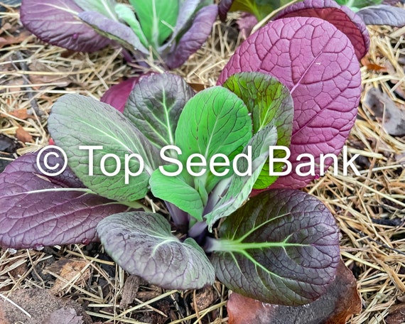 50 Red Tatsoi Seeds Red Violet Pak Choi Cải Hoa Hồng Đỏ | Etsy