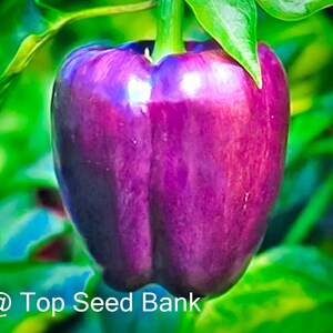 10+ Purple Beauty Bell Pepper, Sweet and Beautiful + Free GIFT ...