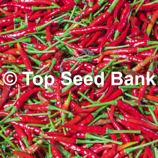 Thai Pepper Plants Organic - Etsy