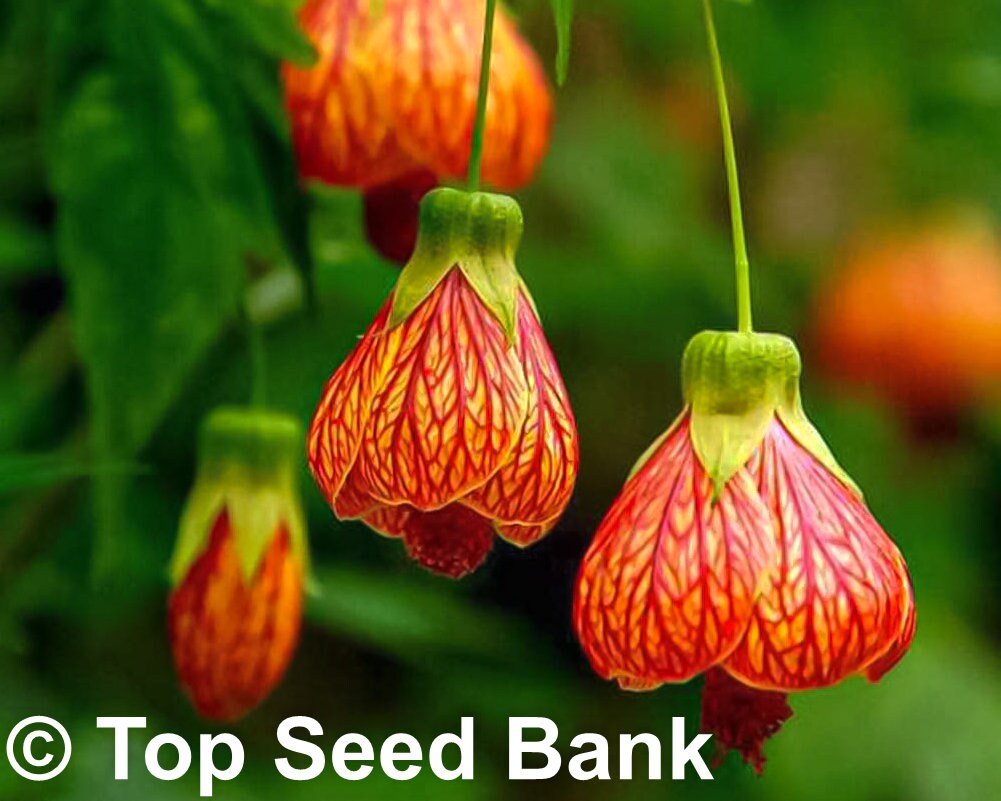 10 Chinese Lantern Flower Seeds Winter Cherry Free GIFT | Etsy