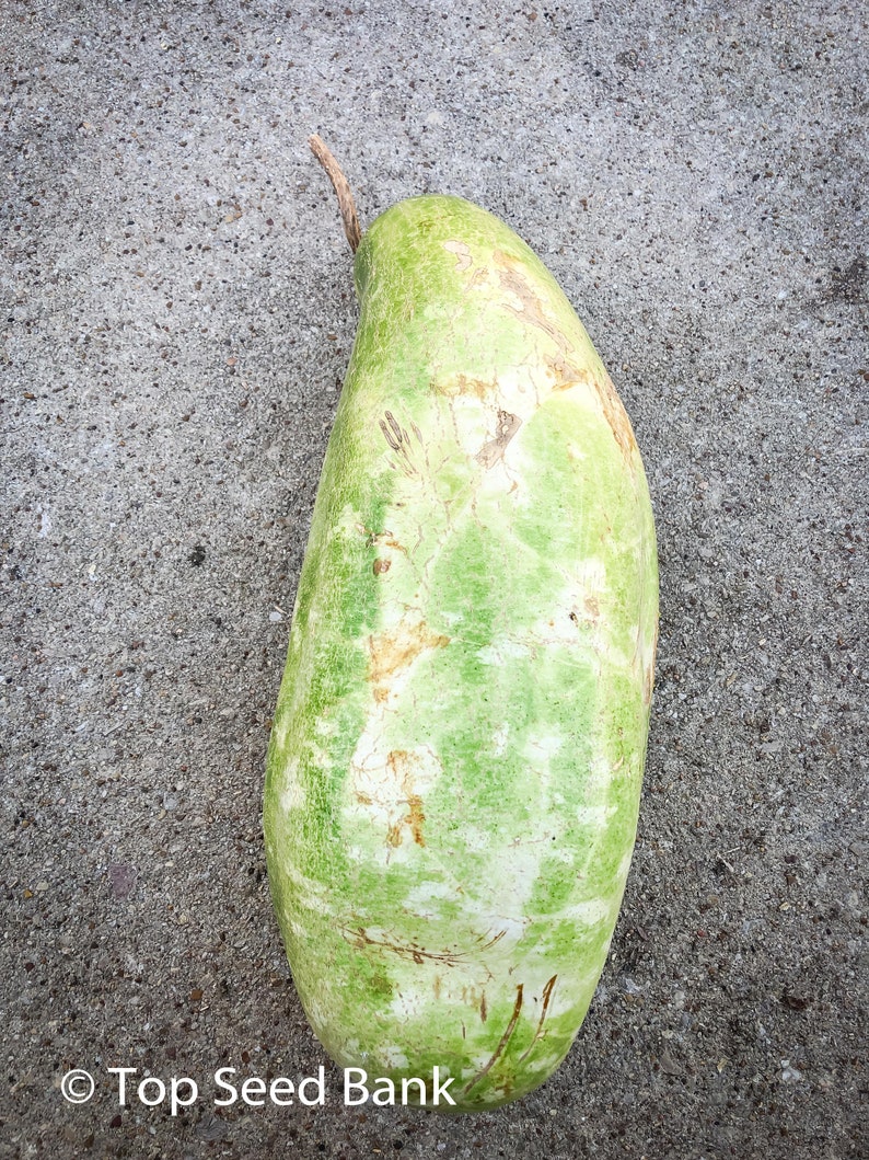 10 Edible Opo Squash or Calabash Gourd Long Melon Lagenaria | Etsy