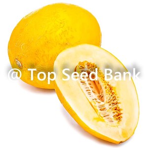 10+ Hami Melon Seeds, Rare Chinese Snow Honeydew + Free GIFT | Non-gmo ...