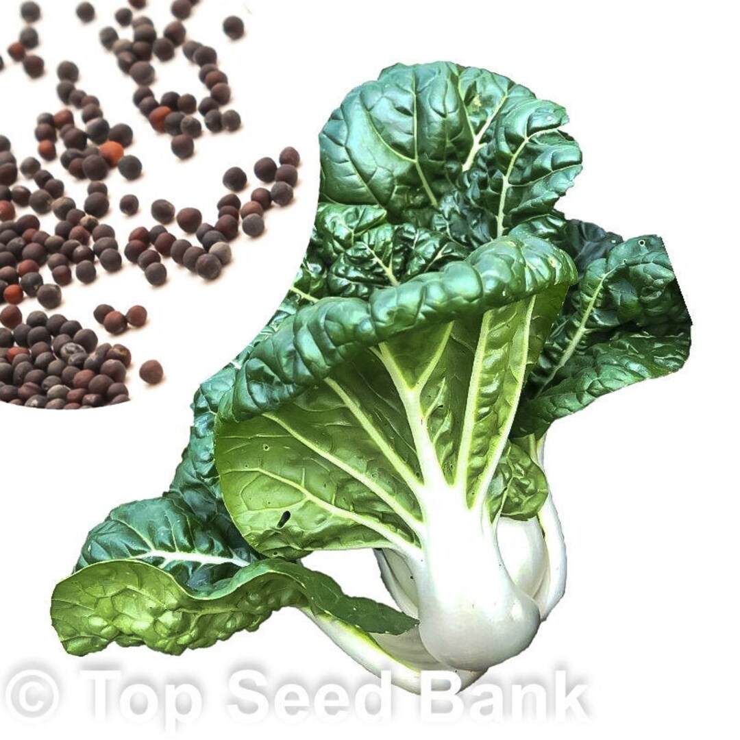 100+ Extra Dwarf Pak Choi Seeds, White Stalk, Canton Pak Choi + Free ...