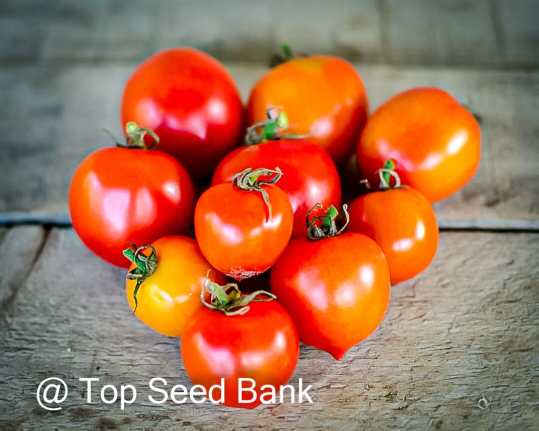 8 Geranium Kiss Tomato Seeds, Dwarf, Kissing Cherry Tomatoes Free GIFT ...