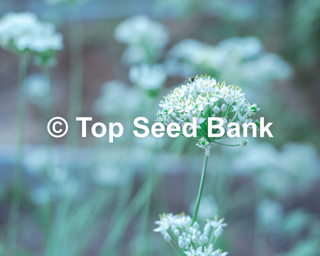 150+ Garlic Chives Seeds, Chinese Leeks, Hẹ, Gow Choy + Free GIFT ...