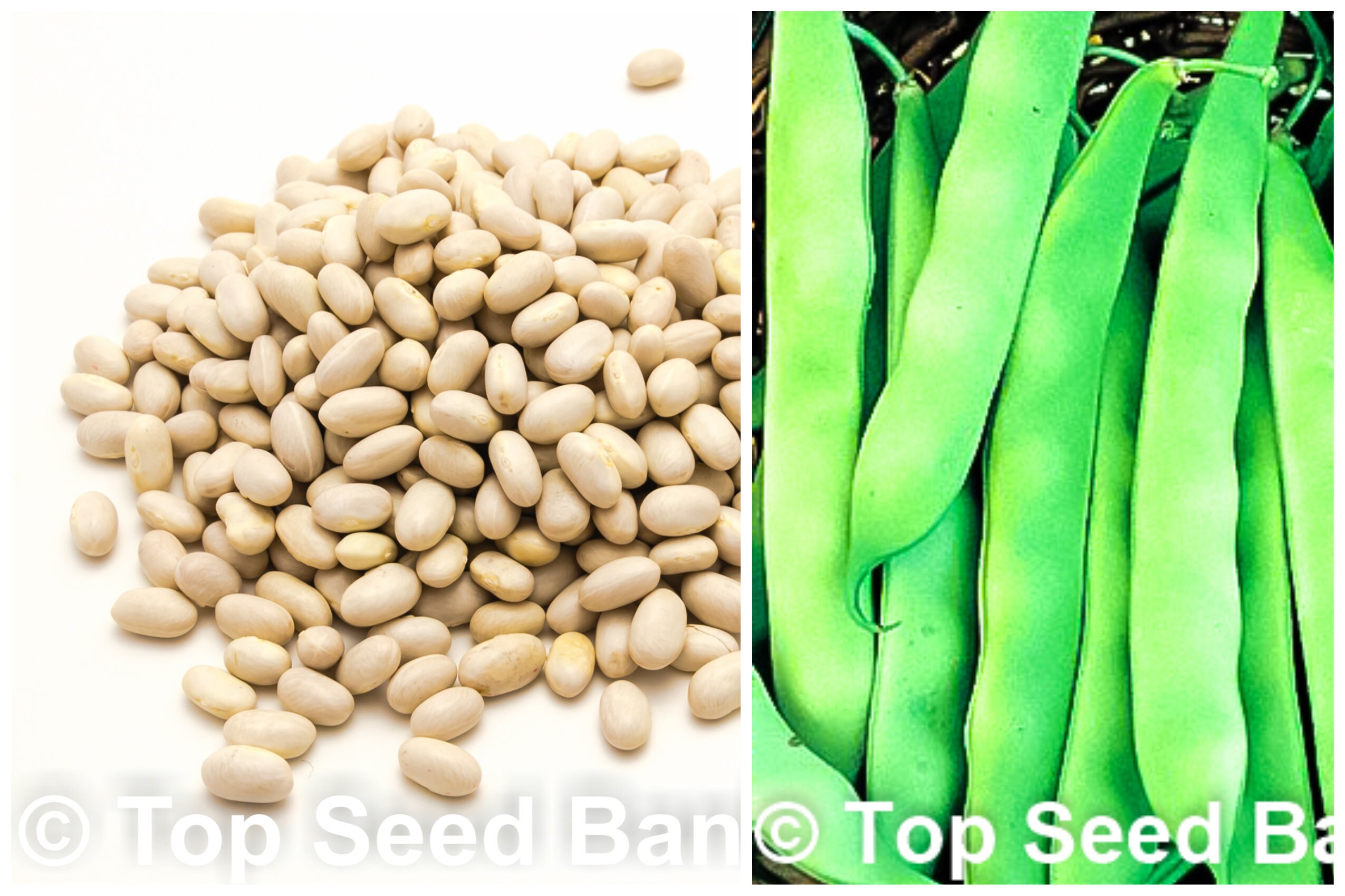 20 Roma II Bush Bean seeds Free GIFT Non-GMO Organic | Etsy