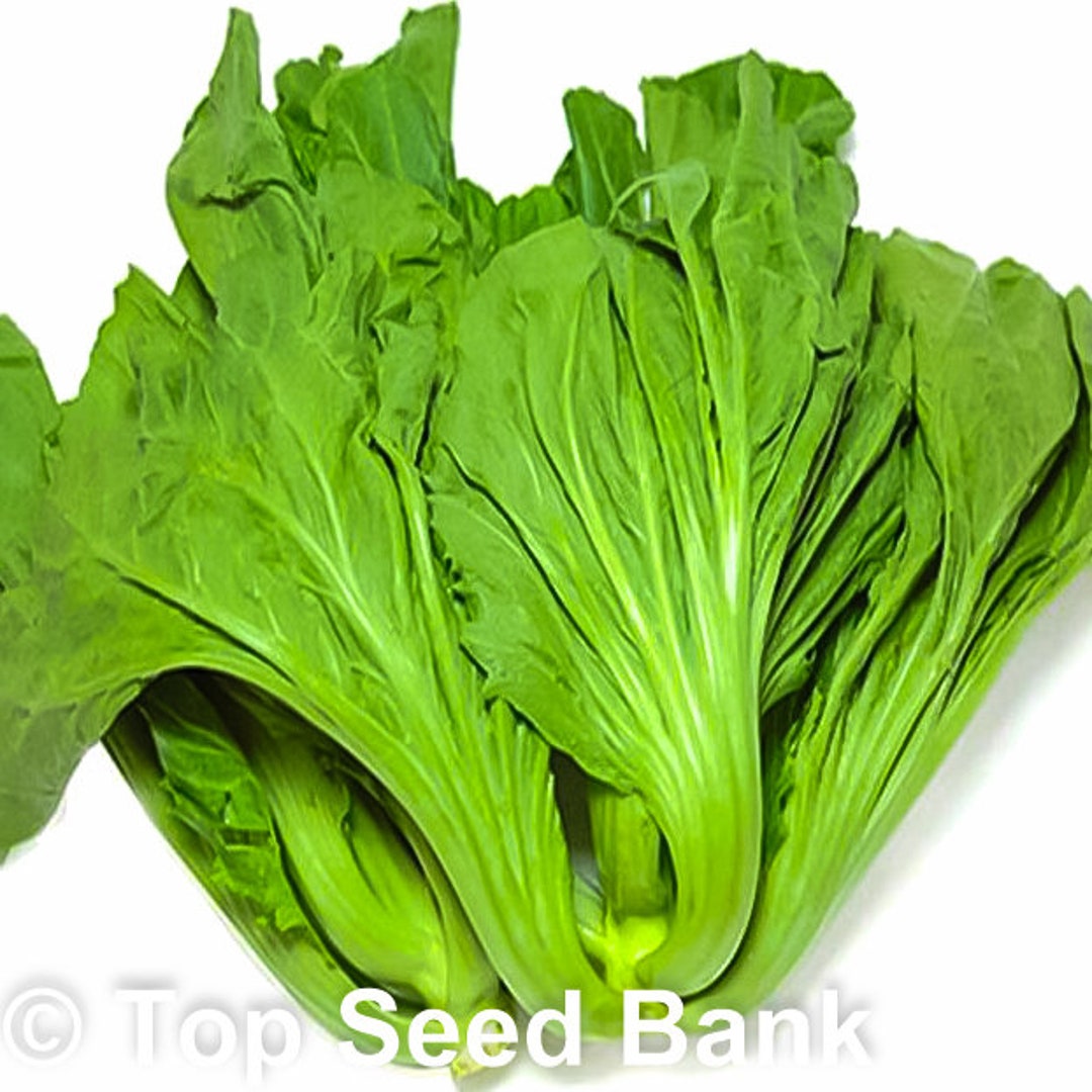 200+ Gai Choi Chinese Mustard Green, Kai Choi, Gai Choy Cabbage ...