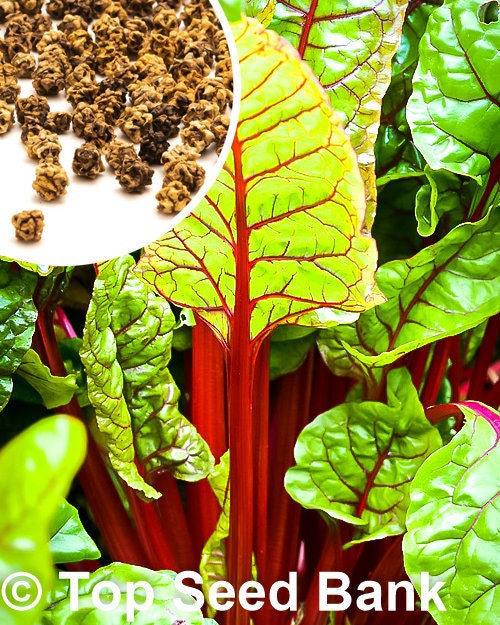 30 Vulcan Swiss Chard seeds Red Chard Free GIFT | Etsy
