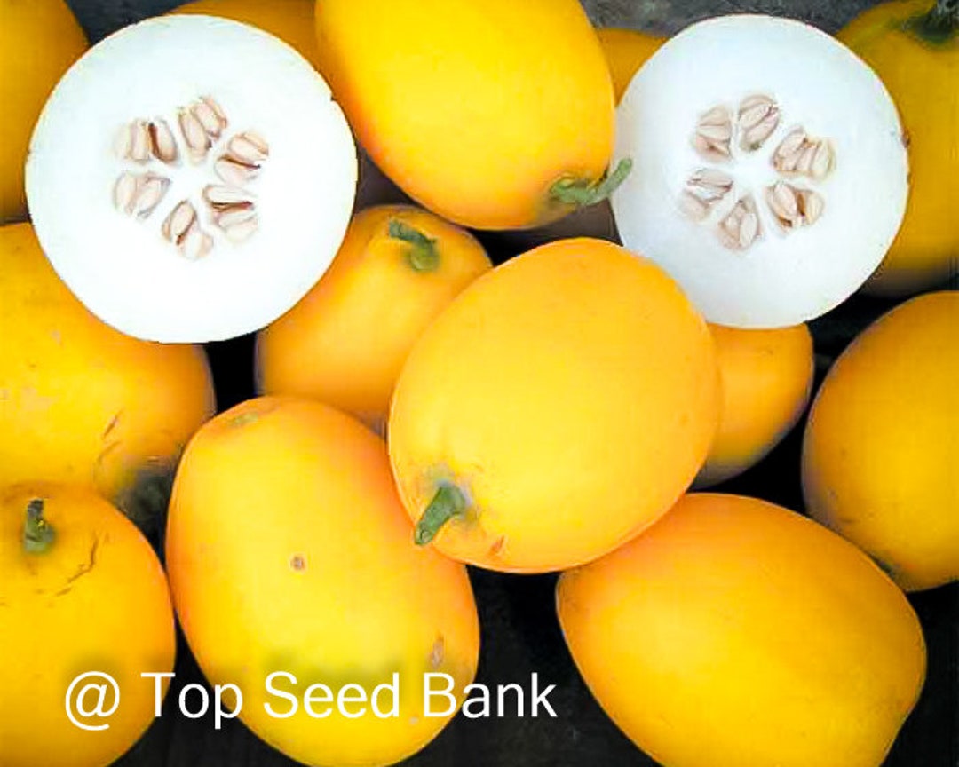 10+ Vine Peach Mango Melon, Peach-sized Cucumis Melo + Free GIFT ...