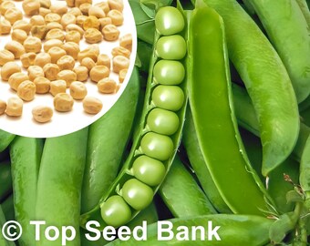 Pea, Dundale Pea Seeds, Heirloom, NON GMO, Country Creek Acres - Etsy