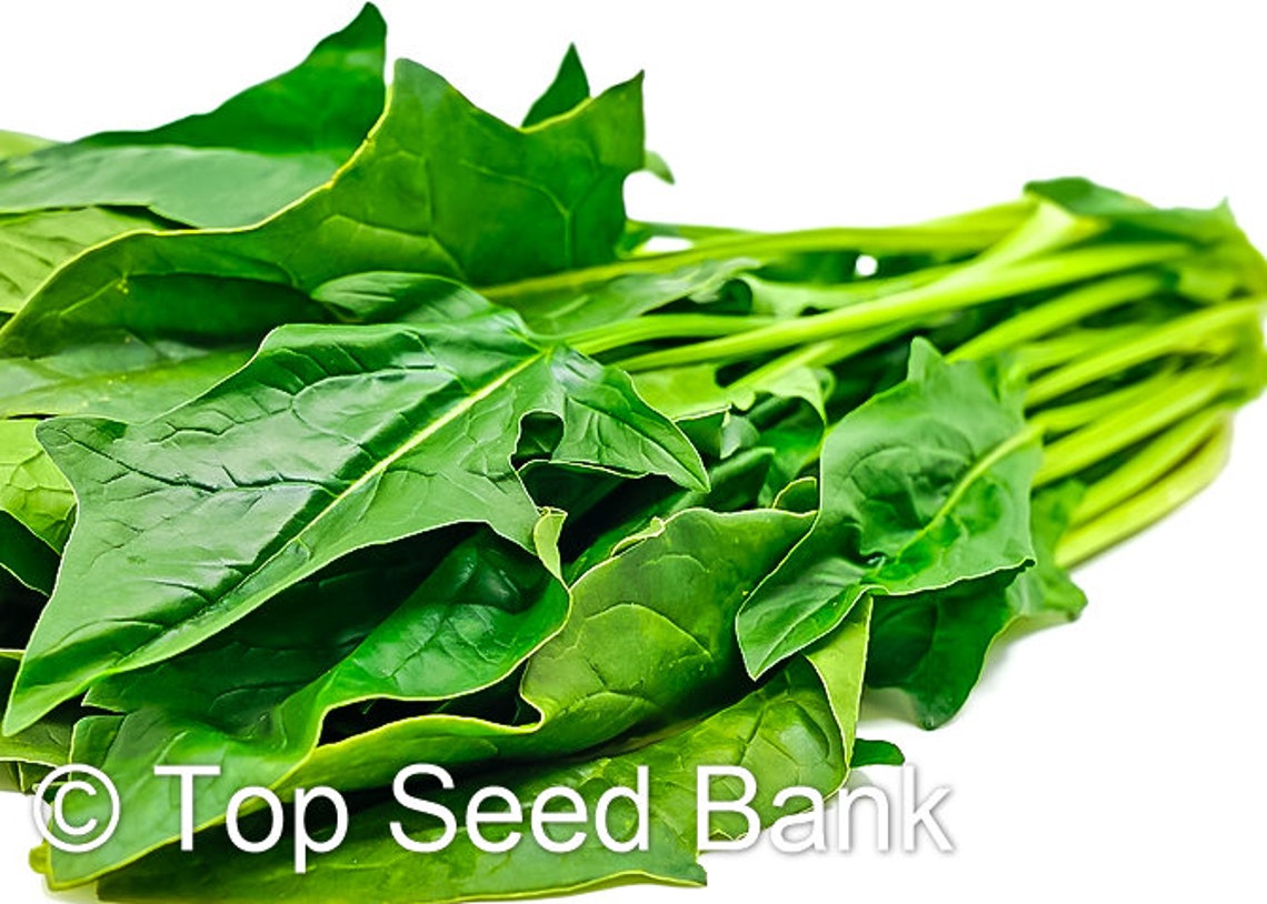 100 Okame Spinach Seeds Japanese Green Arrowhead Spinach - Etsy Ireland