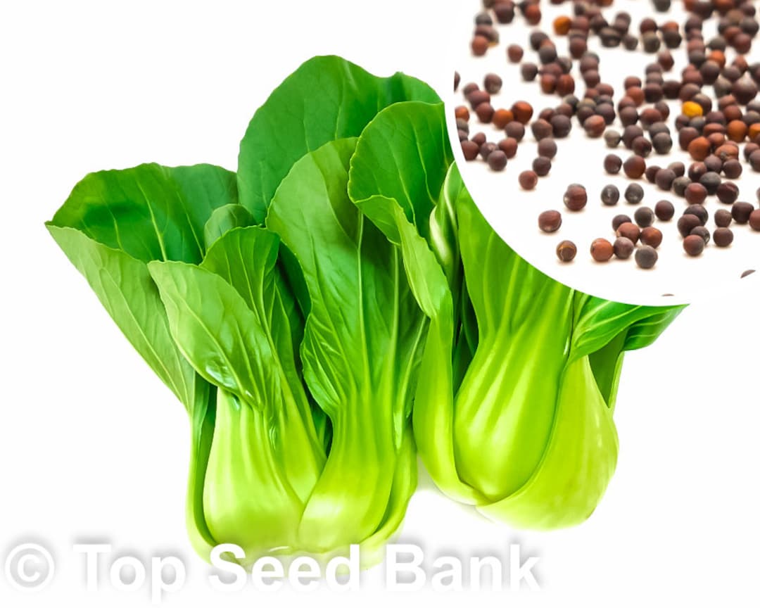150+ Shanghai Bok Choy Seeds, Green Stem Pak Choy + Free GIFT | Non-gmo ...