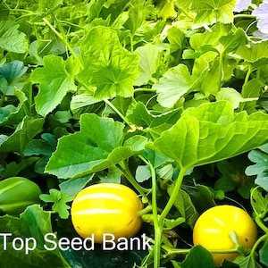 10+ Early Silver Line Melon, Korean Silverline + Free GIFT | Heirloom ...