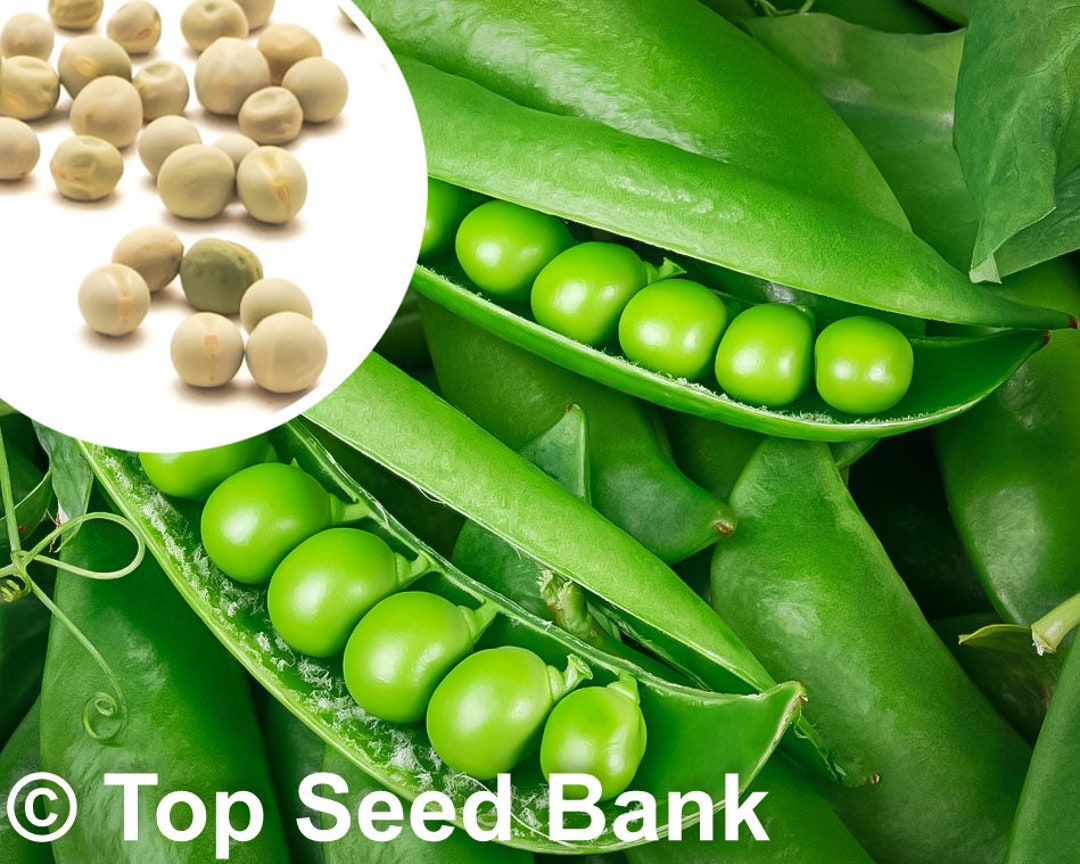 15+ Alaska Garden Pea Seeds, Cold Resistant + Free GIFT | Non-gmo, Non ...