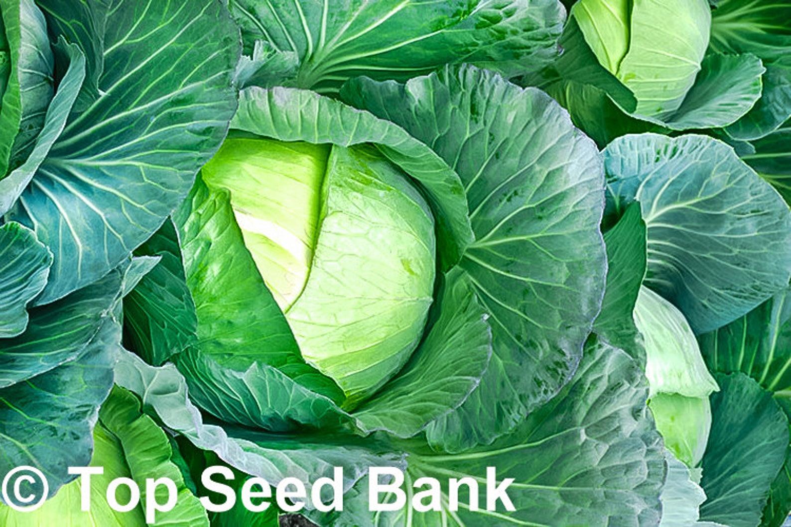 200 Semillas de repollo durante toda la temporada tolerante | Etsy