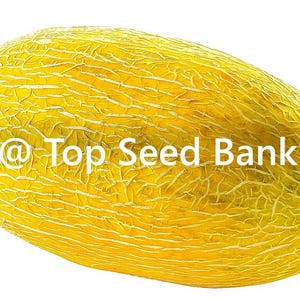 10+ Hami Melon Seeds, Rare Chinese Snow Honeydew + Free GIFT | Non-gmo ...