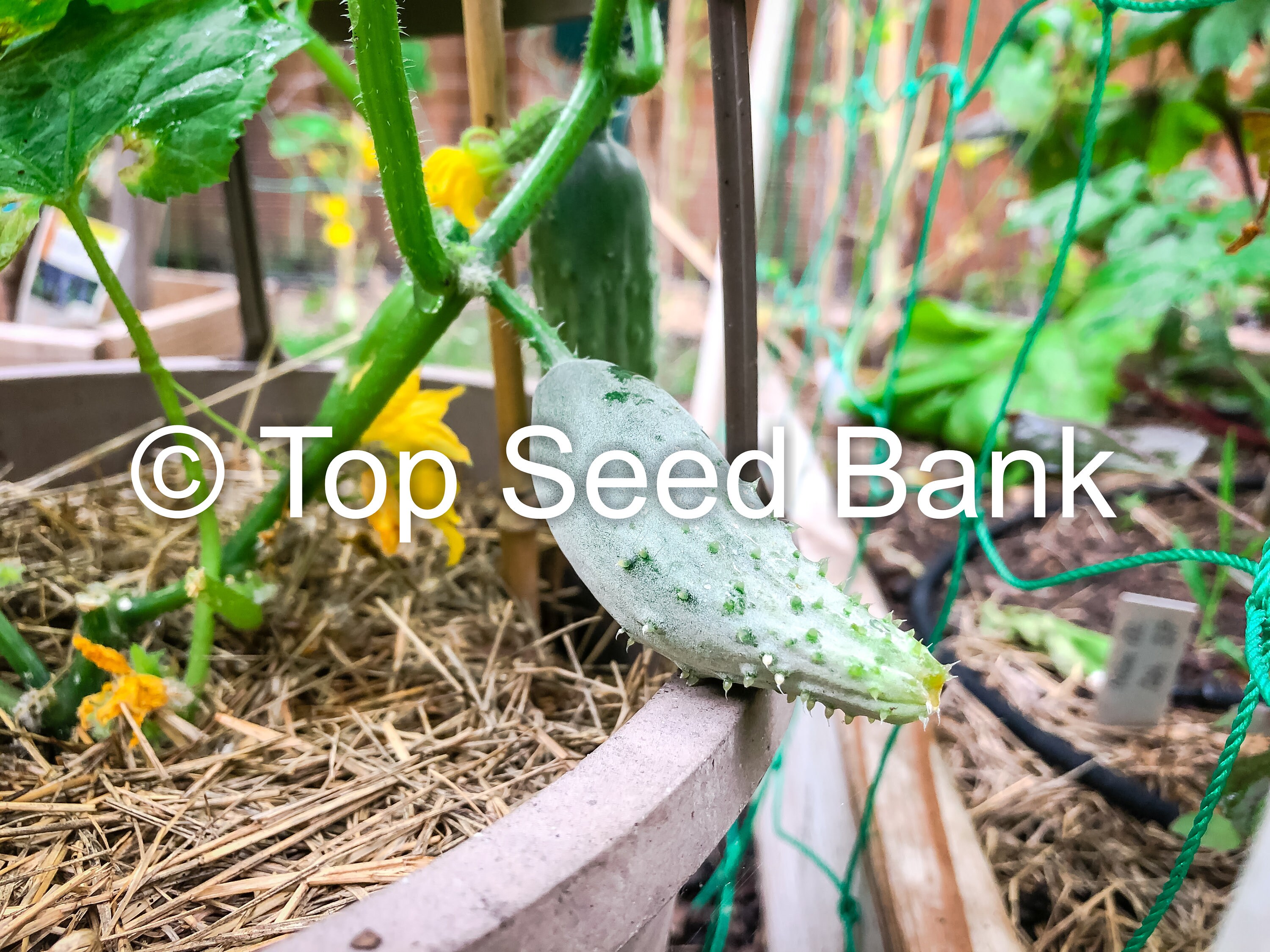 25 Cucumber Spacemaster Bush Type Seeds Mosaic-resistant - Etsy