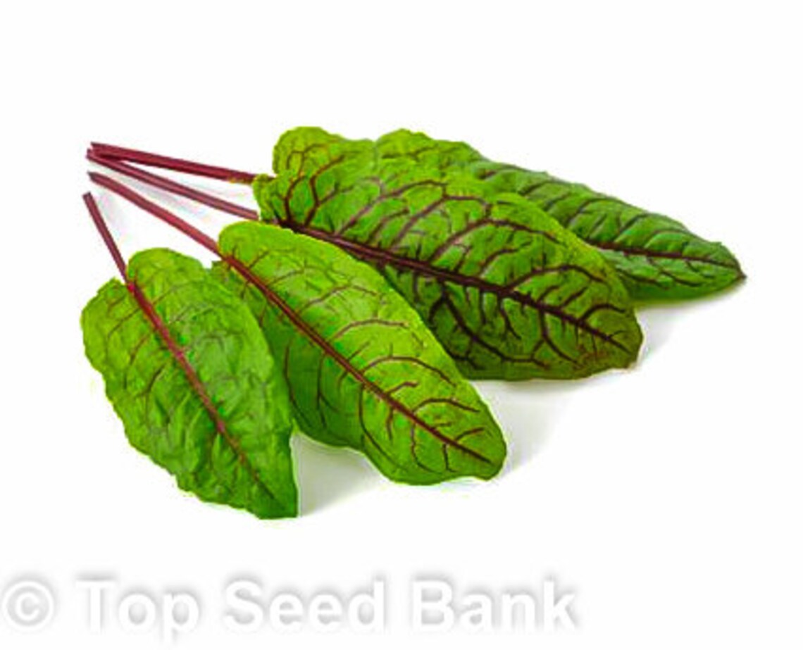 Weed Seeds Sorrel - Red Vein (Bloody Dock) Seeds, Perennial Canada ...