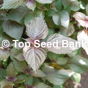 50+ Vietnamese Shiso, Lá Tía Tô, Vietnamese Perilla Seeds + Free GIFT ...