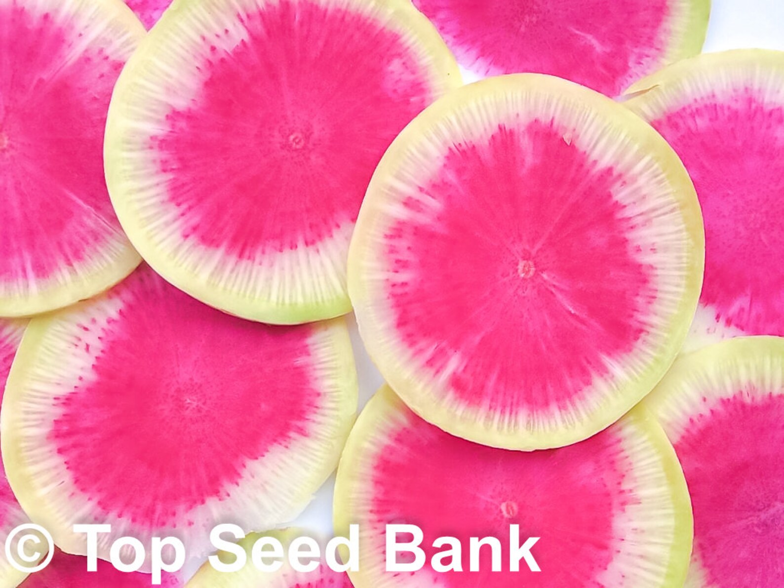 100 Watermelon Radish Seeds Chinese Red Meat Radish Xin Li | Etsy
