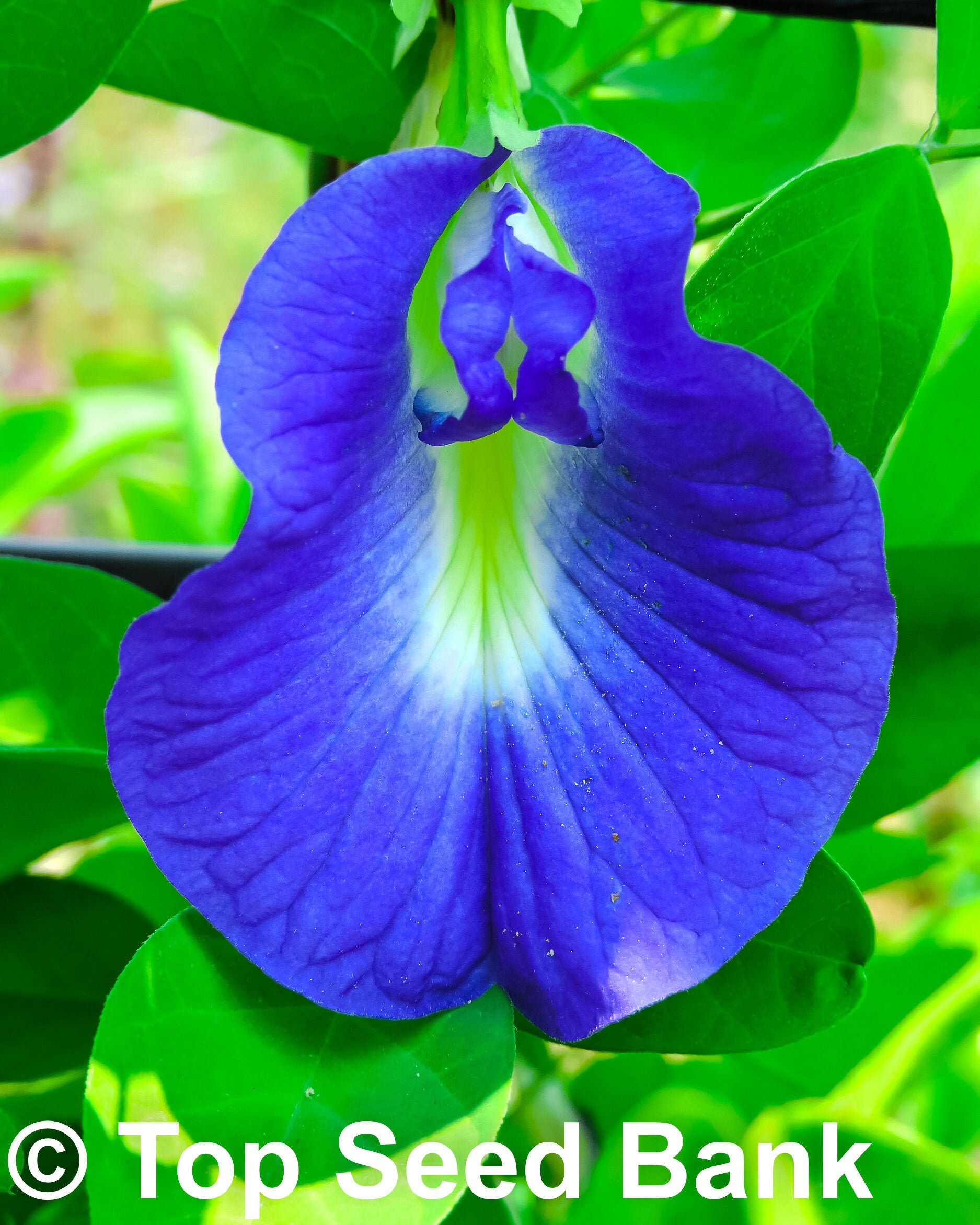 15 Butterfly pea seeds Asian pigeonwings Blue pea Blue | Etsy