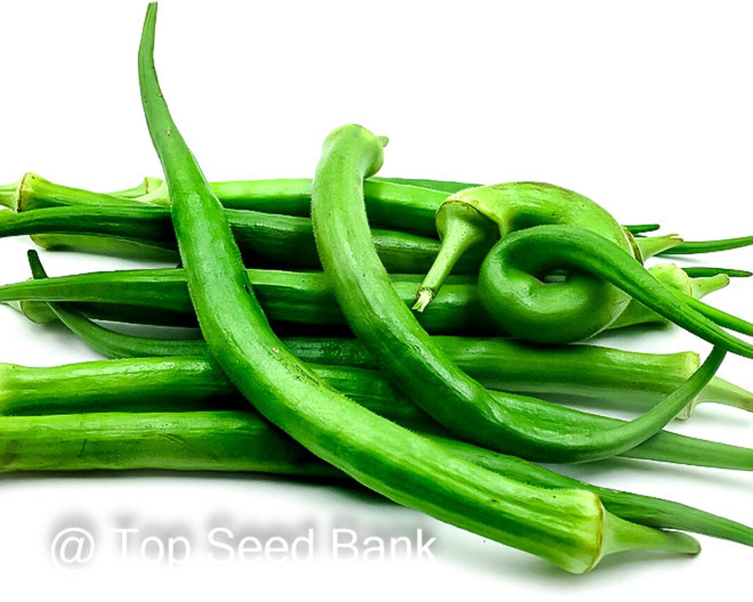 10 Cowhorn Okra Seeds Long Slender Pods Free T Organic Top Seed Bank Etsy