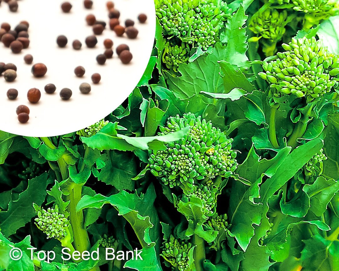 100+ Early Fall Rapini Broccoli Seeds, Raab, Rabe + Free GIFT ...
