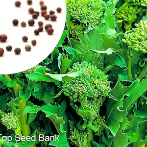 100+ Early Fall Rapini Broccoli Seeds, Raab, Rabe + Free GIFT ...