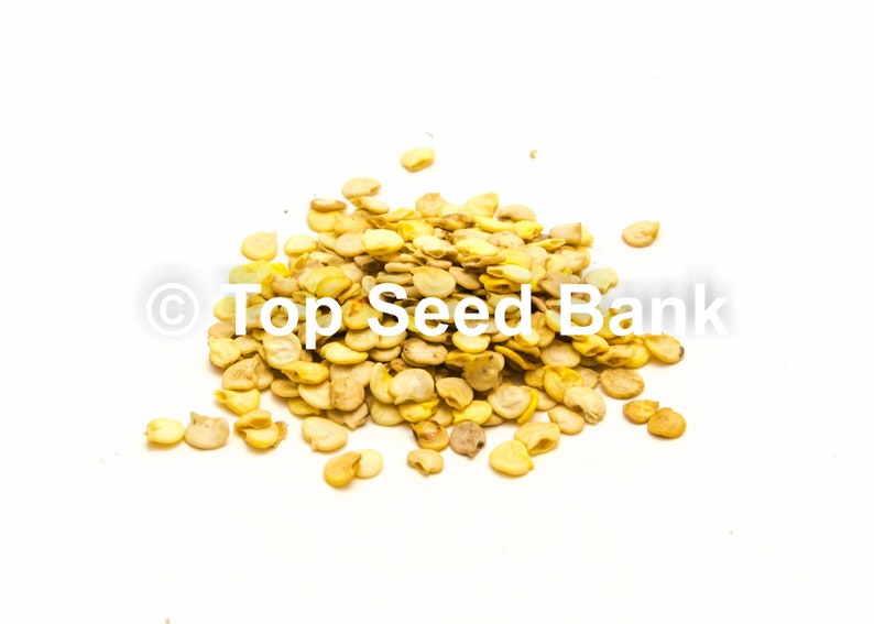 20 Grand Bell Mix Pepper Seeds Colorful Rainbow Blend Free | Etsy