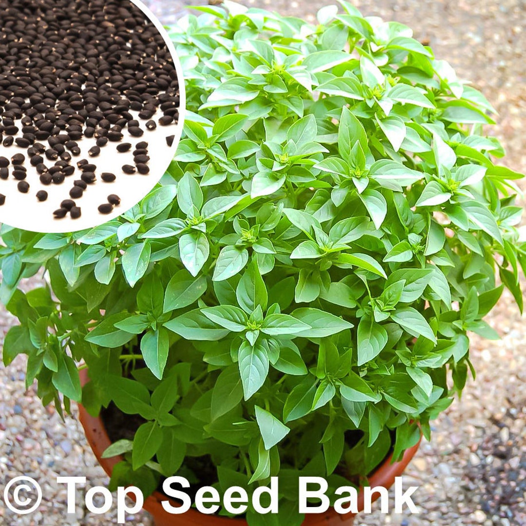 50+ Spicy Globe Basil Seeds, Greek Basil, Container Basil, Slow Bolt ...