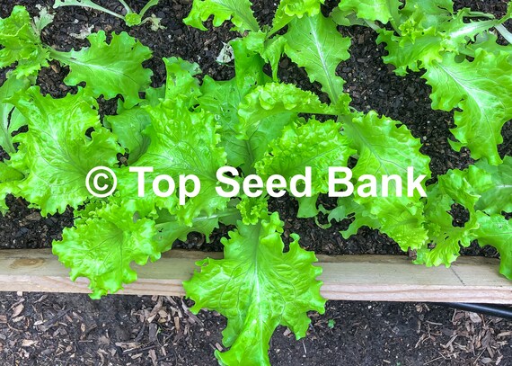 Lettuce Seeds