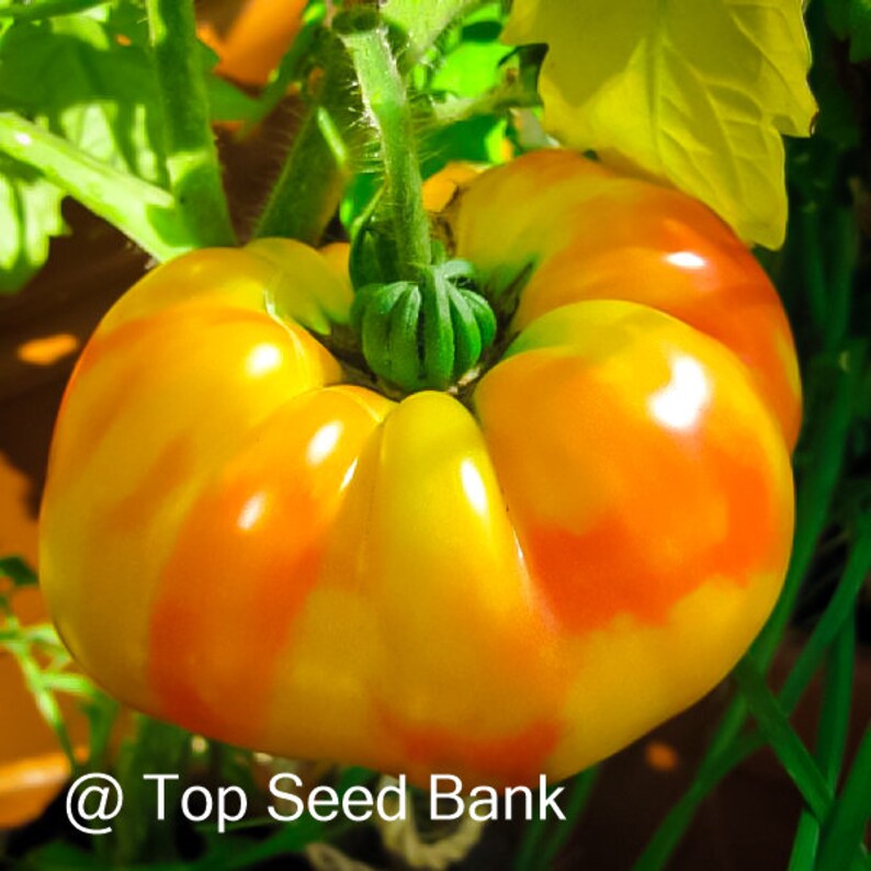 10 Striped German Tomato Seeds Red and Yellow Bi-colored - Etsy