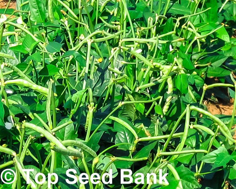 20 Top Pick Cream Pea Bush Cowpea Seeds 60 Days Southern - Etsy