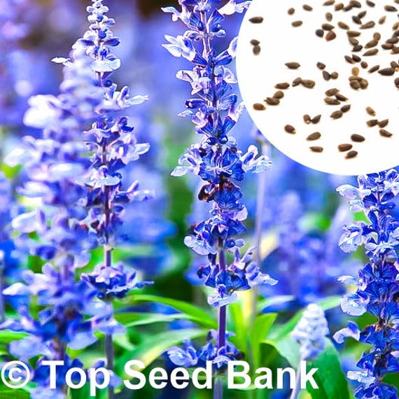 100 Blue Hyssop hyssopus Officinalis Seeds Attract - Etsy