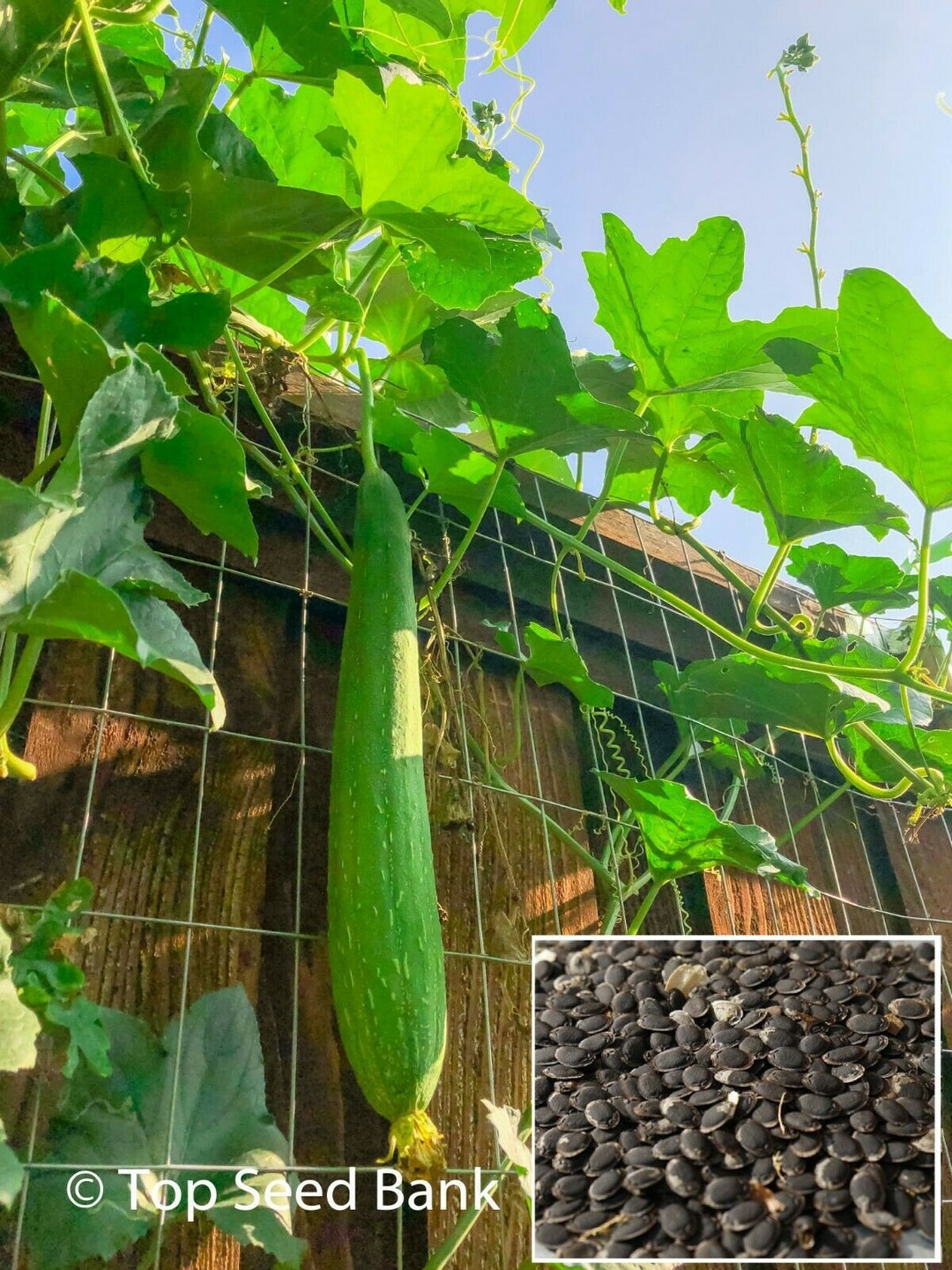 Asian Edible Luffa Seeds, Smooth Sponge Gourd, Muop Huong + Free GIFT ...