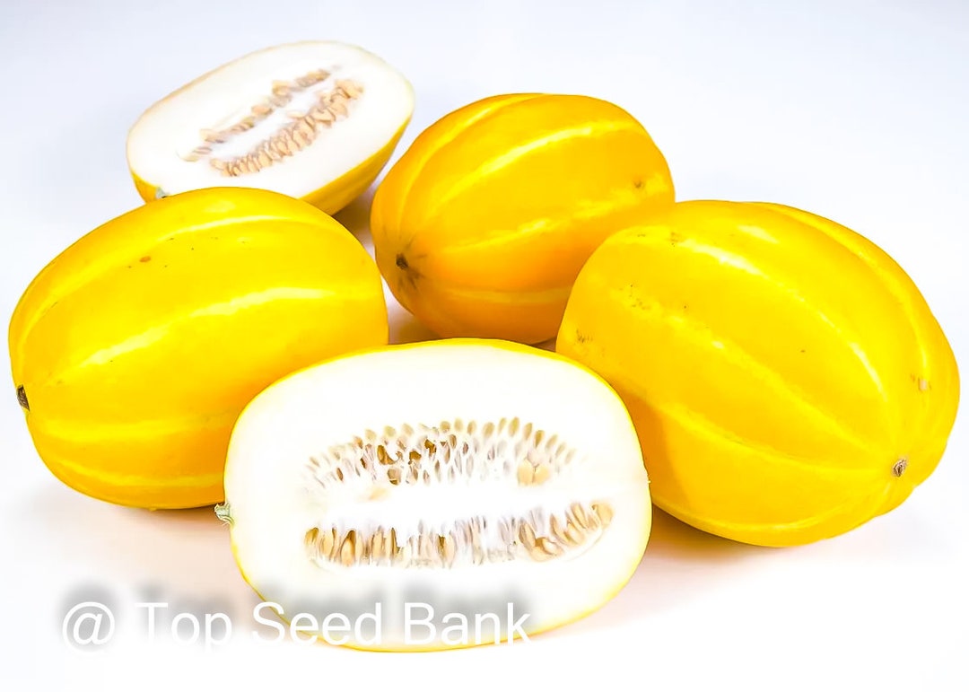 10+ Early Silver Line Melon, Korean Silverline + Free GIFT | Heirloom ...