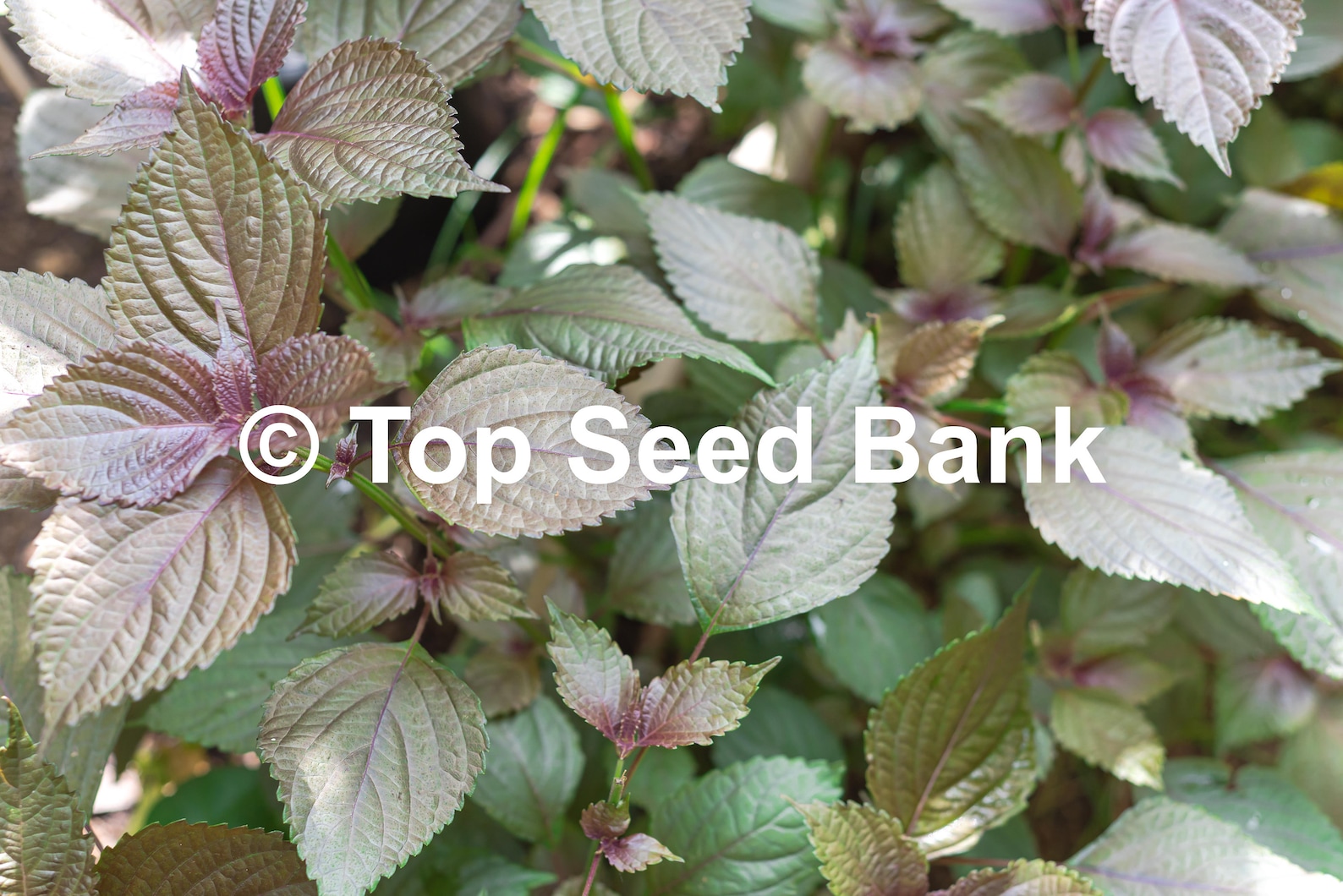 50 Vietnamese Shiso Lá Tía Tô Vietnamese Perilla Seeds - Etsy