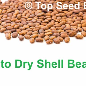 15+ Pinto Shell Bean Seeds, Speckled Bean Beans + Free GIFT | Easy to ...